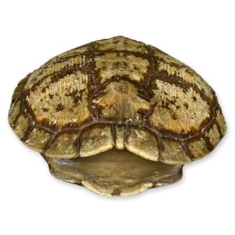 Amazon.com: Pond Turtle Shell (More than 7 inches) (Natural Bone ...