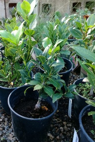 Growing Bay Laurel~ How to care for your Bay tree