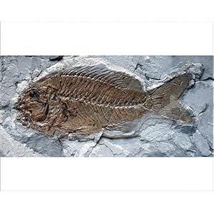 percoid fish - meddic