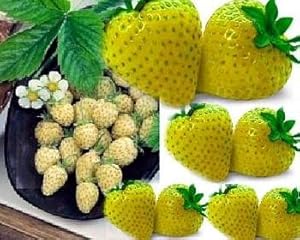 Amazon.com : Yellow Wonder Alpine Strawberry 10 Seeds : Vegetable ...