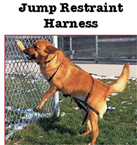 Top 5 Best anti jump harness for dogs for sale 2016 : Product : BOOMSbeat