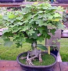 Amazon.com : Norway Maple 20 Seeds - Acer platanoides -Shade /Bonsai ...