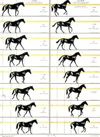 Que lire après Hippologie planche n° 6 : les Allures du Cheval, Pas et ...