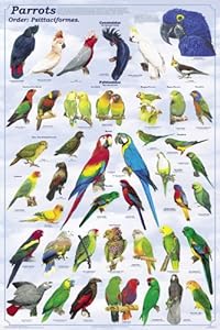 Amazon.com: (24x36) Laminated Parrots Educational Bird Chart Poster ...