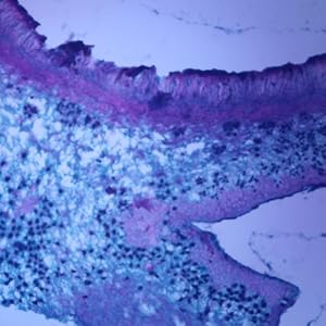 Lichen Microscope Slide Desert Varnish And Lichen Crust