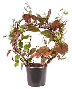 Basella alba Rosebud Bogen Rankpflanze Malabarspinat: Amazon.de: Garten