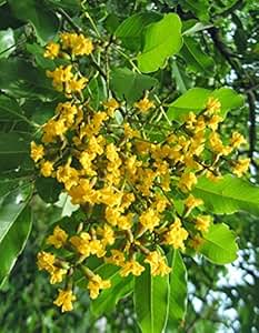SEED Seller: Pterocarpus marsupium known as Malabar Kino, Benga, Kempu ...