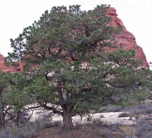 Pinyon Pine ~ tips and advice on selection cultivation medicinal and ...