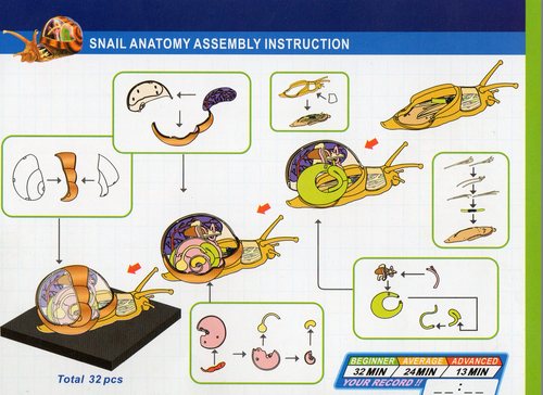Amazon.com: Tedco 4D Vision Snail Anatomy Model: Toys & Games