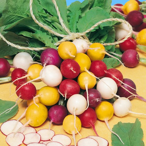 Bunte Karotten, blaues Gemüse? Wo bekommt man Samen?