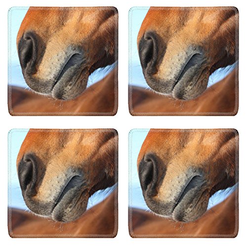 Top 5 Best nose nuzzles for sale 2016 | BOOMSbeat