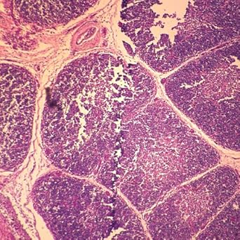 Human Heavily Pigmented Skin Sec 7 M He Stain Microscope