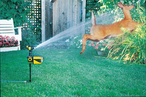 Contech CRO101 Scarecrow Motion Activated Sprinkler | Review