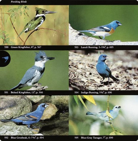 national audubon society field guide to north american birds–e: eastern ...