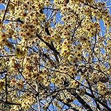 Il calicanto - Piante da Giardino - Il calicanto, una pianta invernale ...