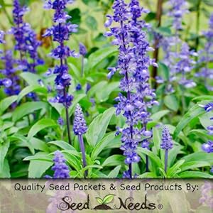 Amazon.com : 150 Seeds, Sage "Sapphire Blue" (Salvia farinacea) Seeds ...