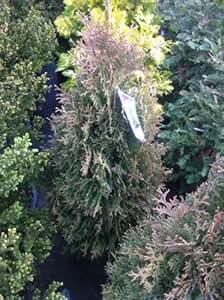 Amazon.com : Holmstrup Eastern Arborvitae (Thuja occidentalis ...