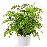 Felce - piante appartamento - Come coltivare la felce