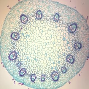 Amazon.com: Elodea Stem, c.s. Microscope Slide: Industrial & Scientific