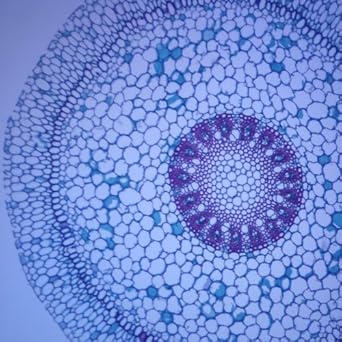 Amazon.com: Orchid Aerial Root, c.s., 12 m Microscope Slide: Industrial ...