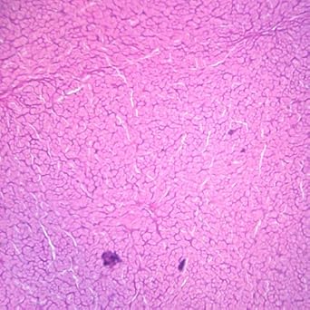 Amazon.com: Mammal Elastic Tissue, c.s. & l.s., 7 m, H&E Microscope ...