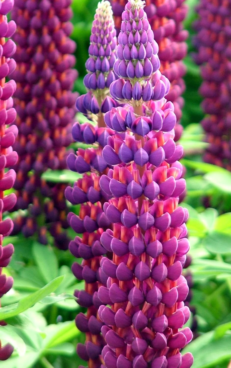 Hybrid Lupine 'Masterpiece' (Lupinus hybridus) | Lupine flowers ...